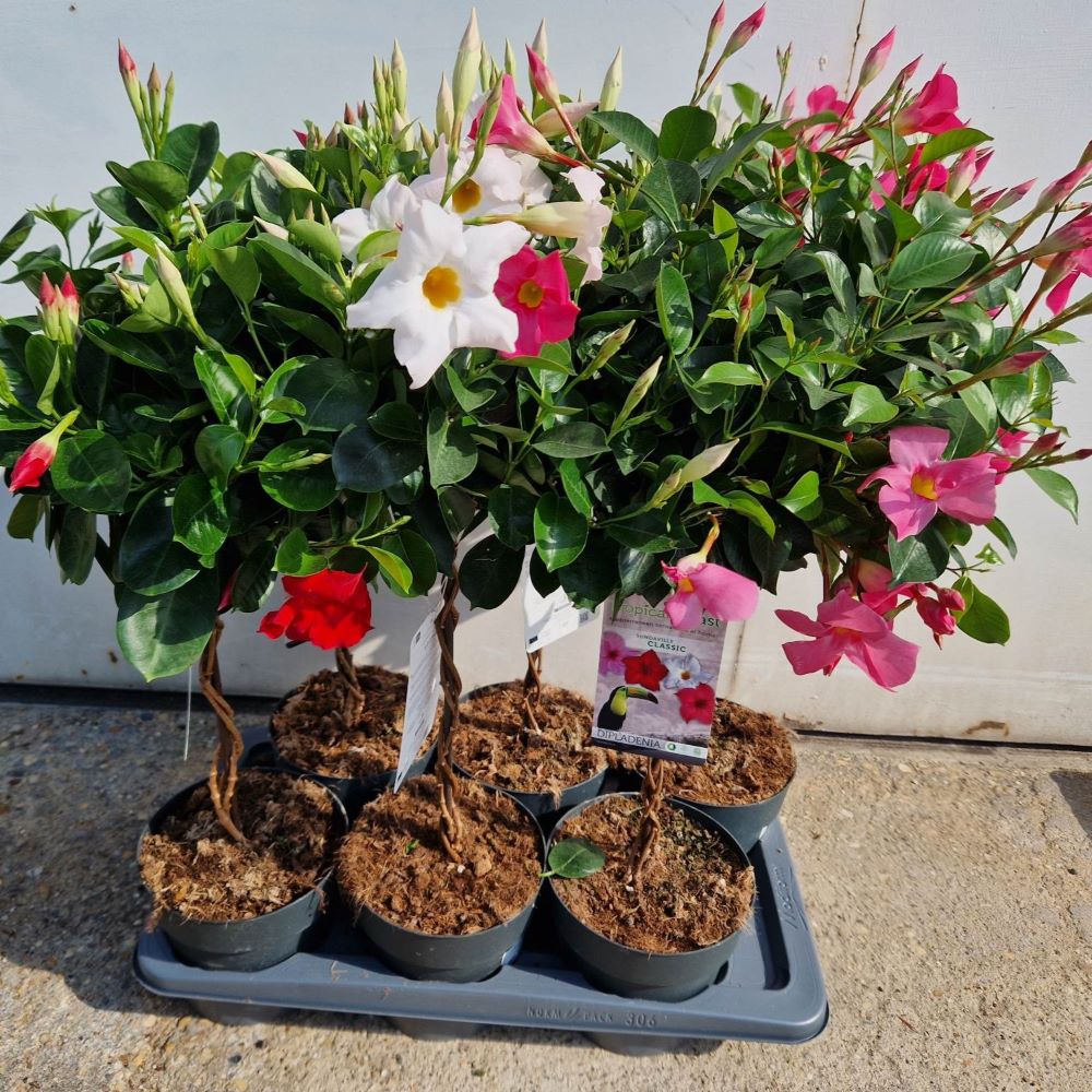 Csavart Törzses Tölcsérjázmin-Dipladénia